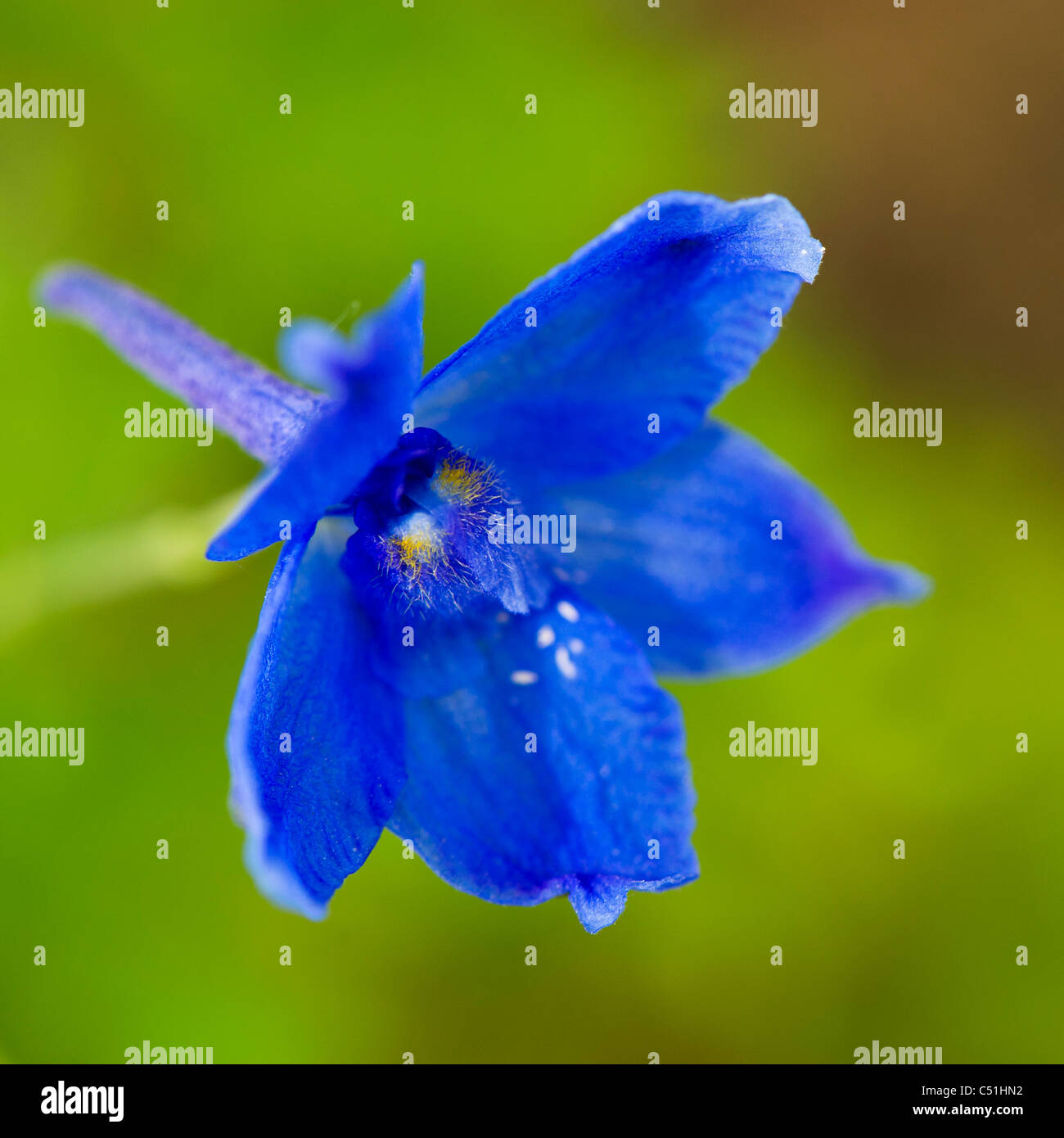 Alpine Delphinium High Resolution Stock Photography and Images - Alamy