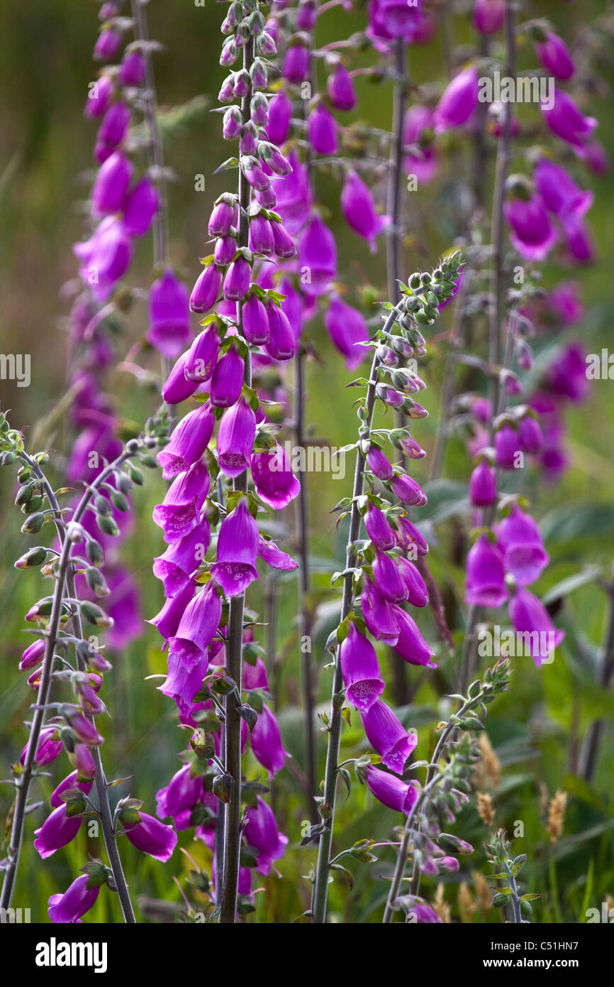 Native foxglove hi-res stock photography and images - Alamy