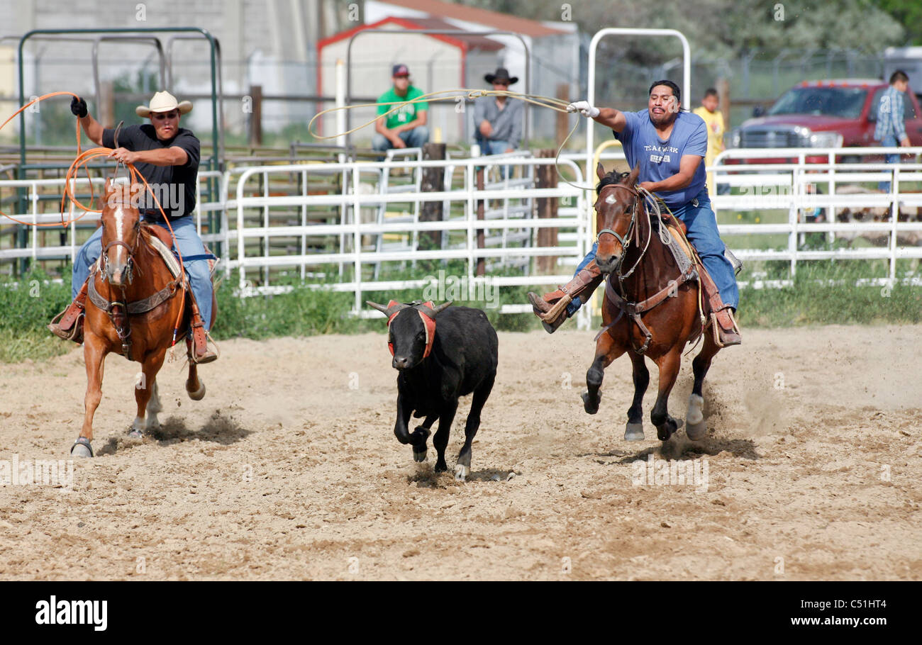 Team roping event during a rodeo part of the Eastern Shoshone Indian ...
