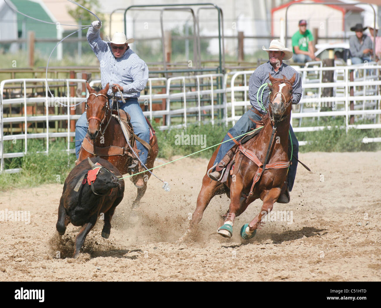 Team roping event during a rodeo part of the Eastern Shoshone Indian ...