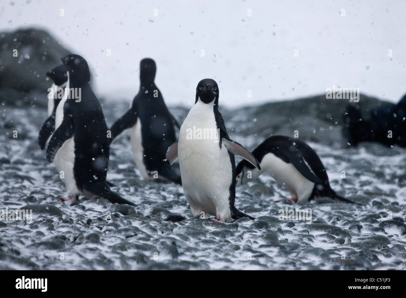 Group of Adelie and Chinstrap Penguins in Antarctic blizzard on rocky ...