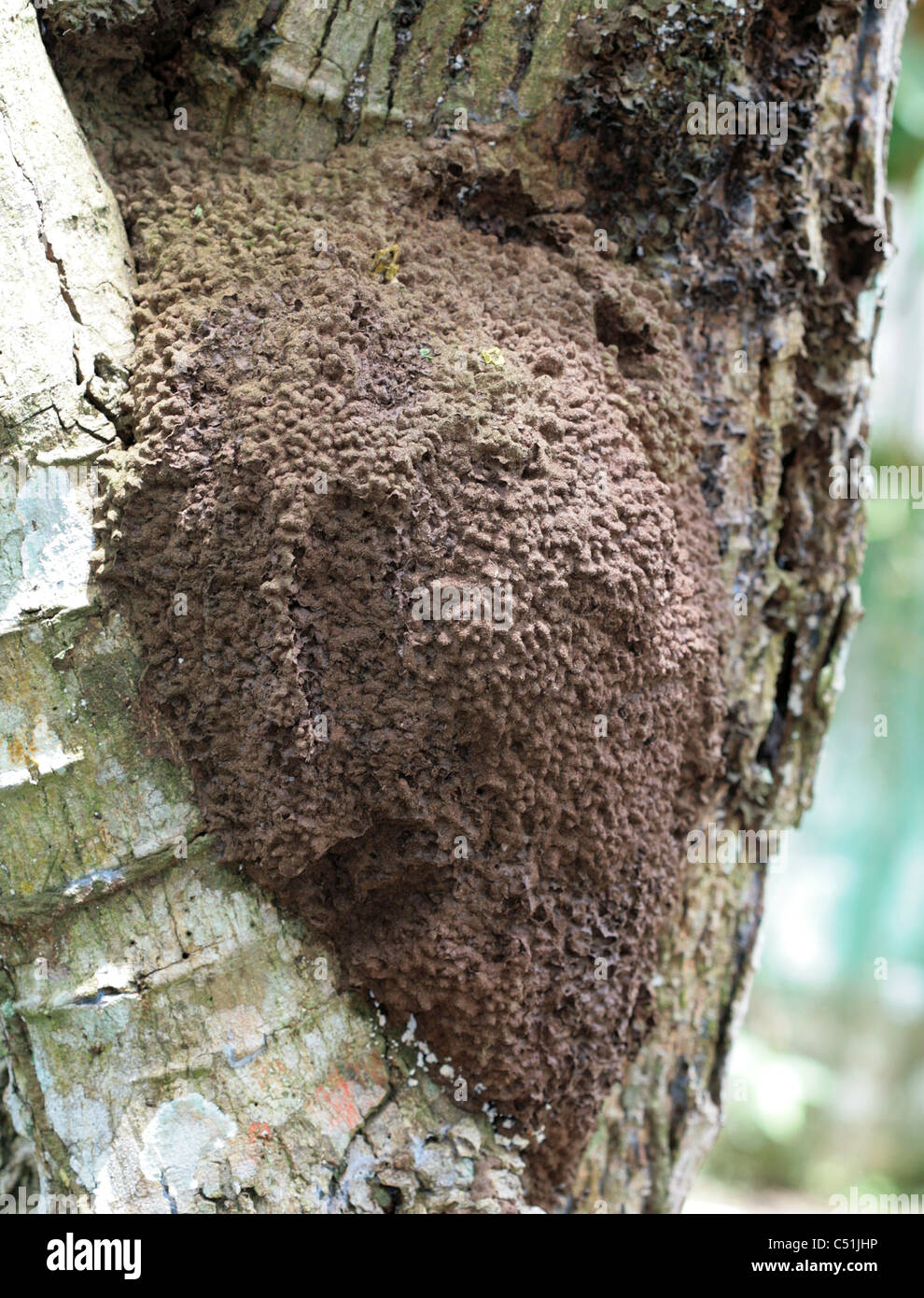 Termites nest in a tree Stock Photo - Alamy