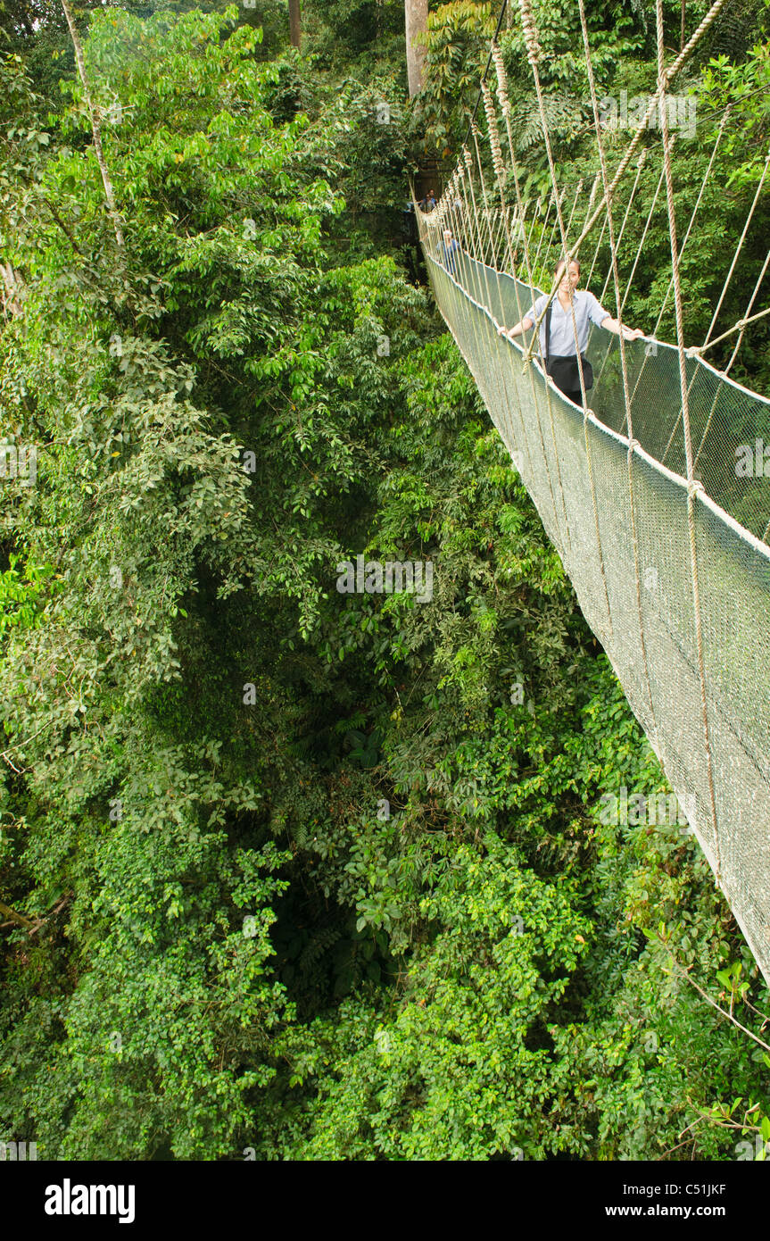 enjoying a jungle canopy walk at Poring Hot Springs in Sabah, Borneo ...