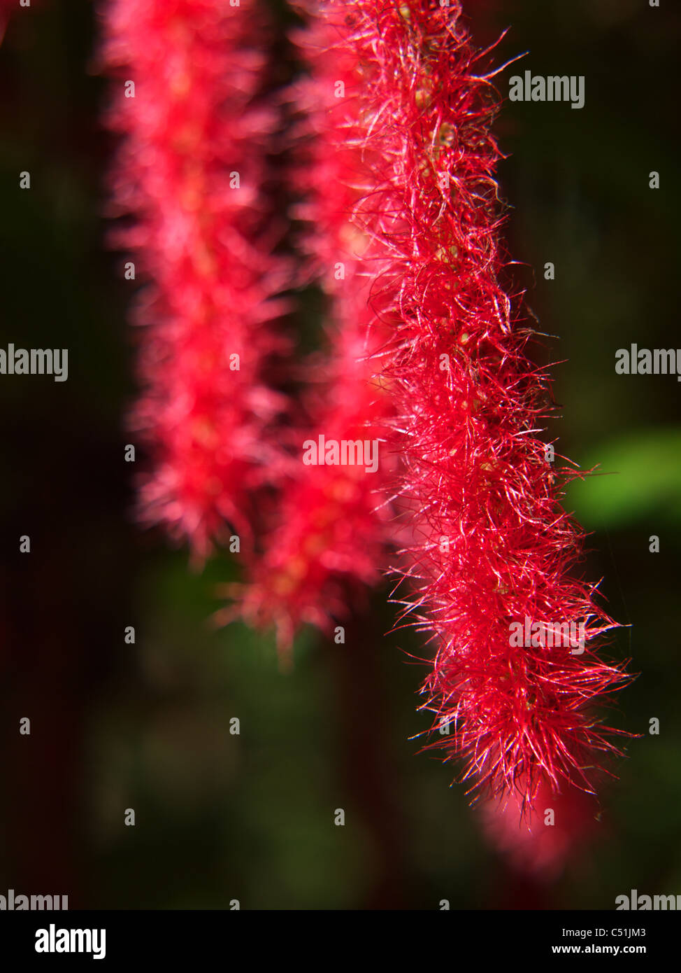 Fuzzy plant hi-res stock photography and images - Alamy