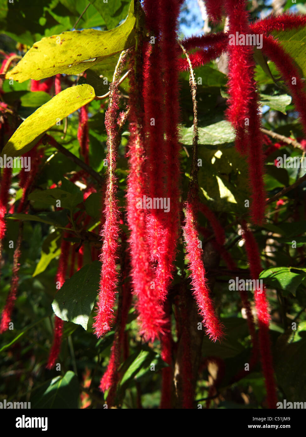 Fuzzy plant hi-res stock photography and images - Alamy