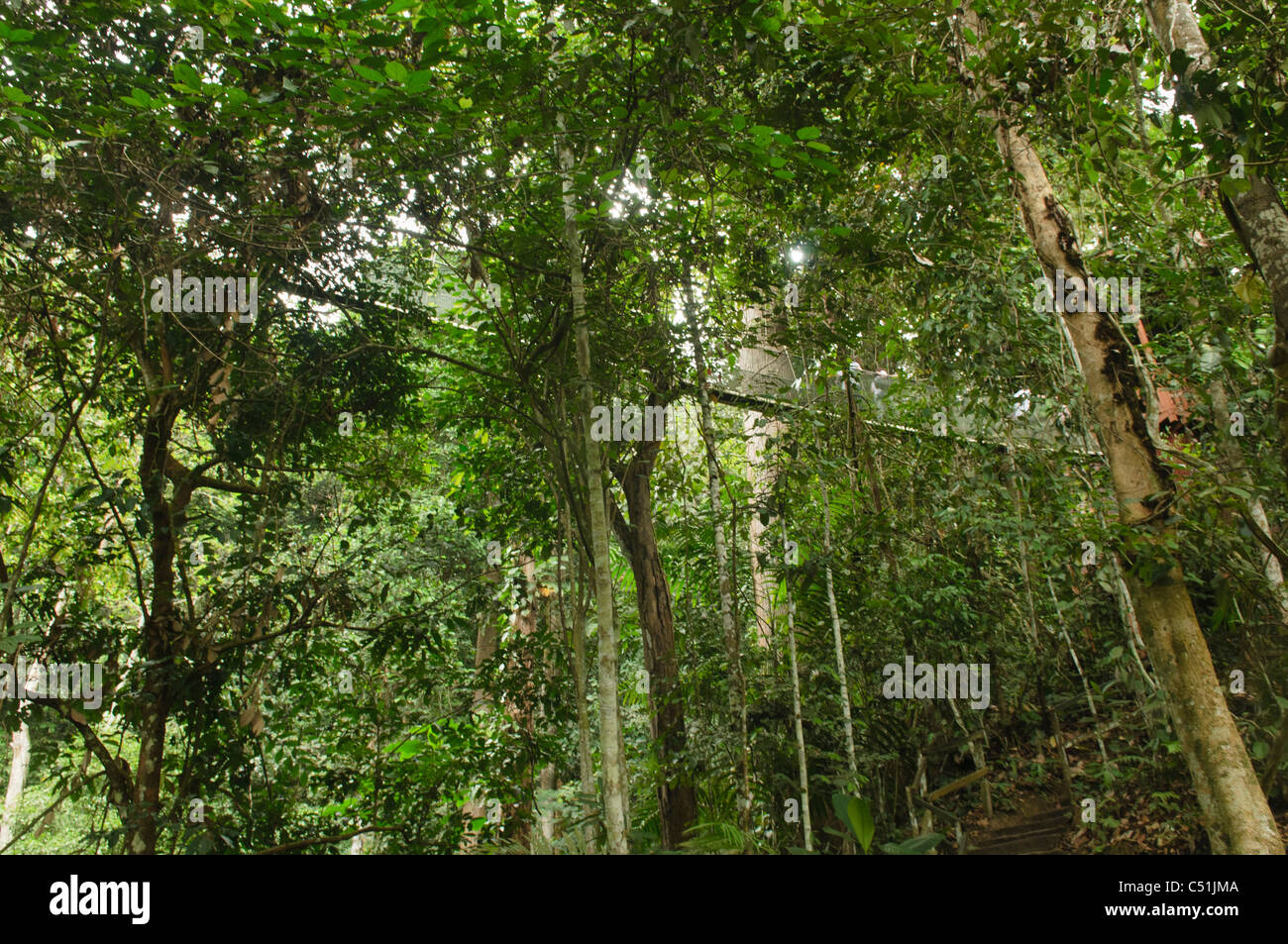 enjoying a jungle canopy walk at Poring Hot Springs in Sabah, Borneo ...