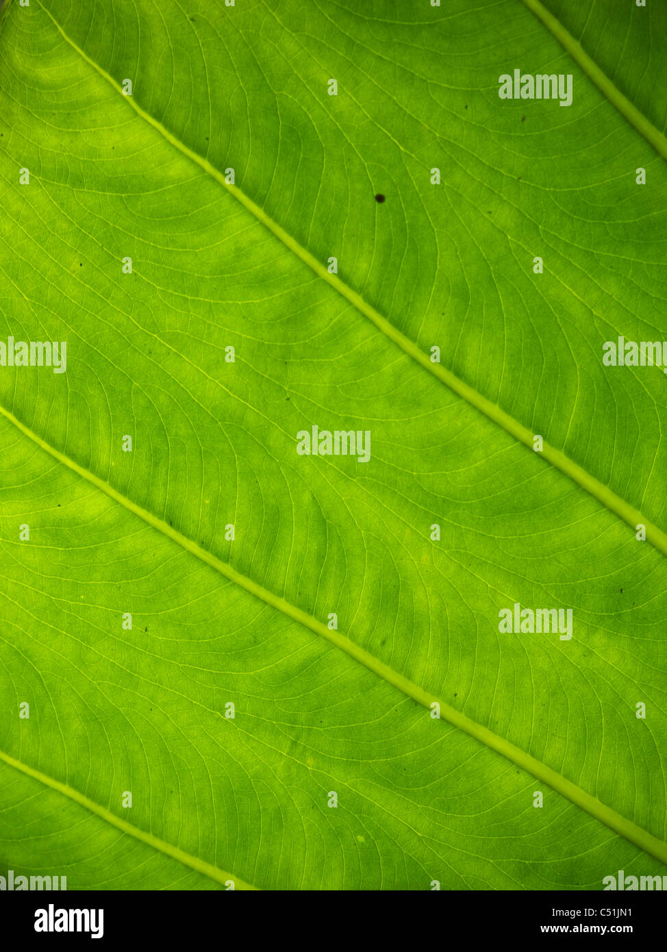 tight shot of palm leaf Stock Photo - Alamy