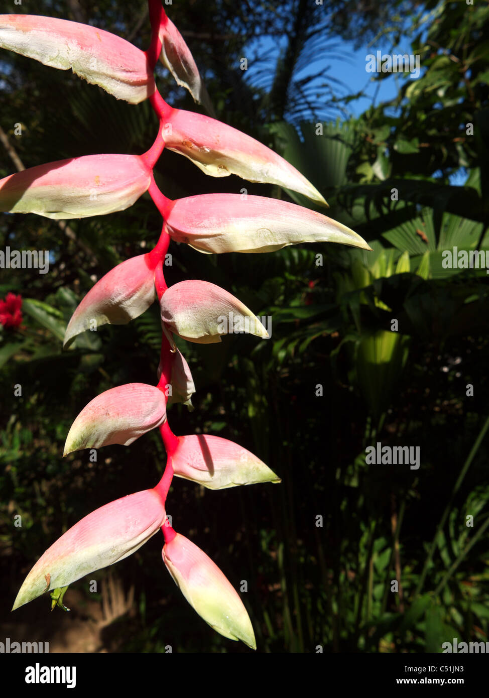 Heliconia tropical flower Stock Photo - Alamy