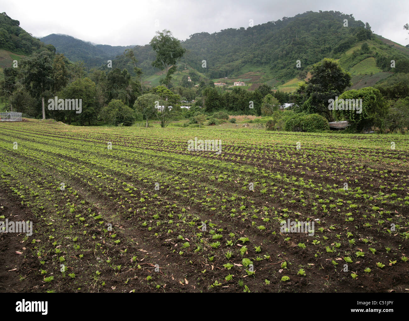 Farmlands in the highlands of Chiriqui, Panama Stock Photo - Alamy