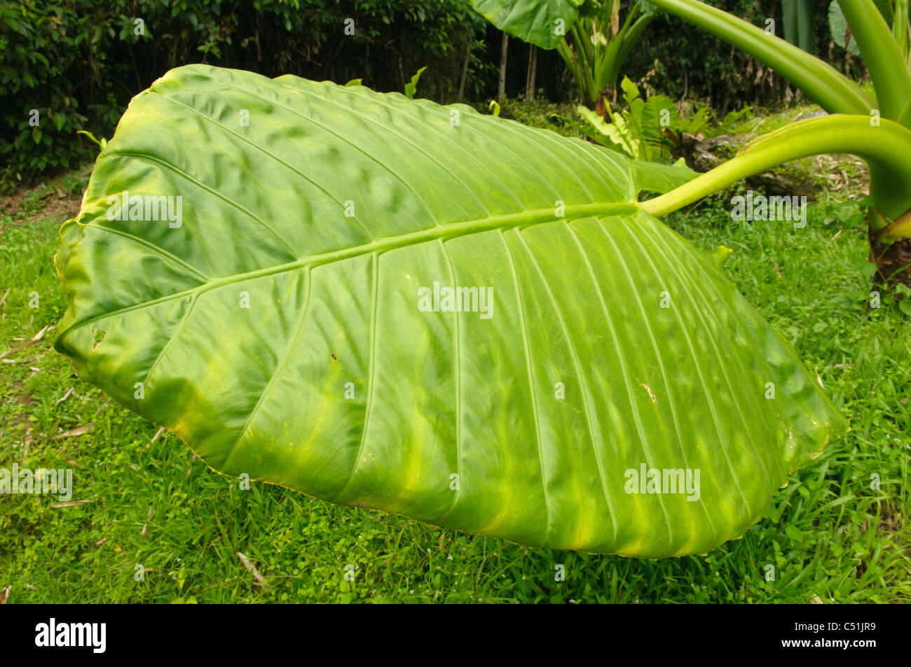 giant leaf in the jungle near Kinabalu National Park in Sabah, Borneo ...
