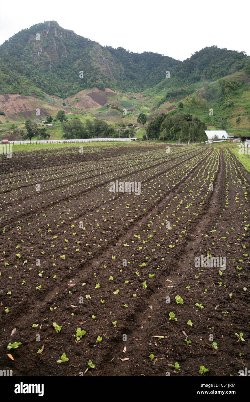 Farmlands in the highlands of Chiriqui, Panama Stock Photo - Alamy