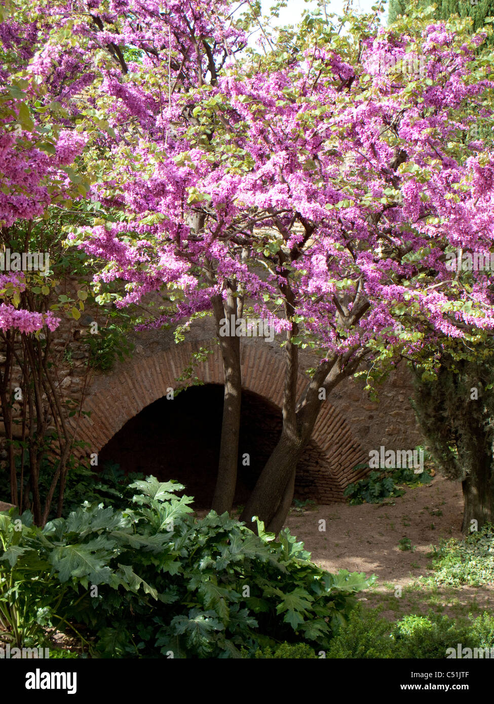 Judas tree Cersis siliquastrum pink Stock Photo - Alamy