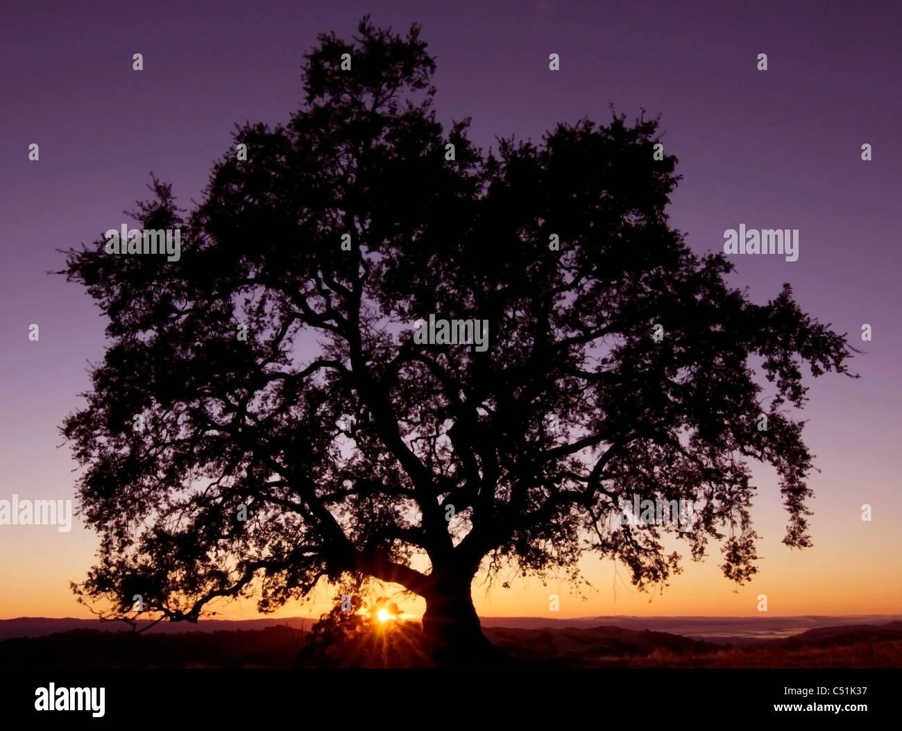Oak tree at sunset Stock Photo - Alamy