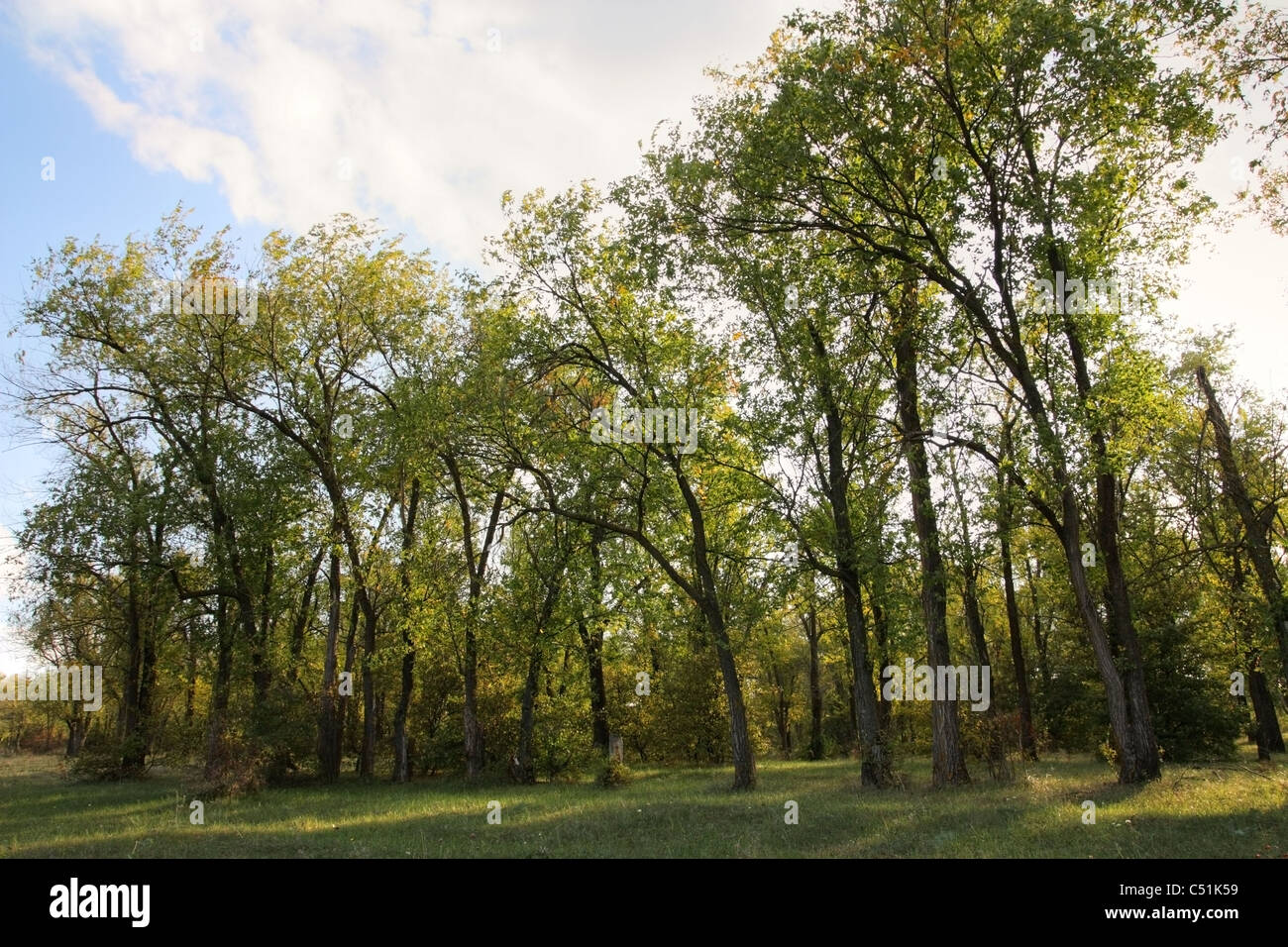 Landscape. At the edge of the deciduous forest Stock Photo - Alamy