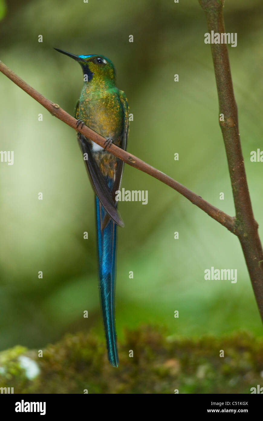 Hummingbirds peru hi-res stock photography and images - Alamy