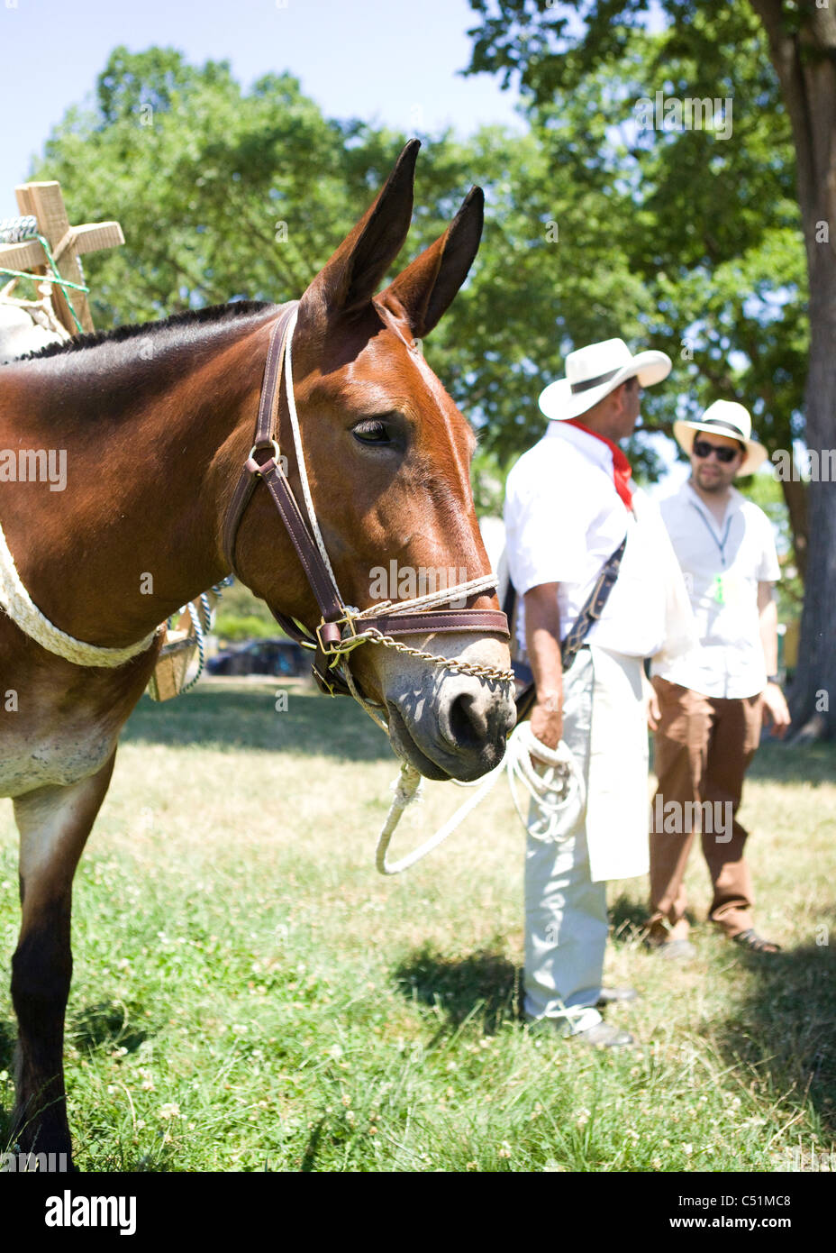 Closeup of a mule standing in front of two Colombian coffee growers ...