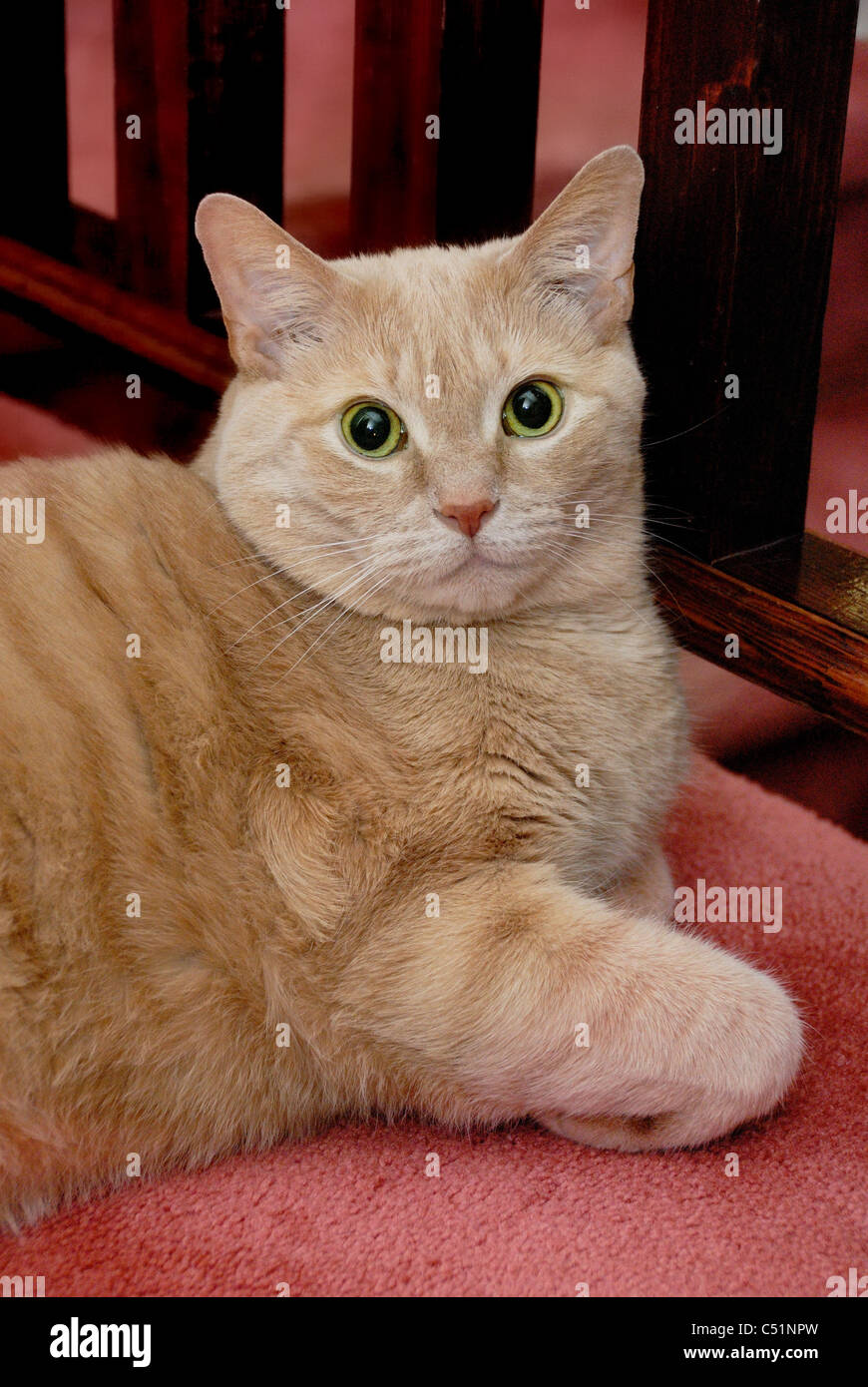 A large orange cat looks directly into the camera for a portrait Stock ...