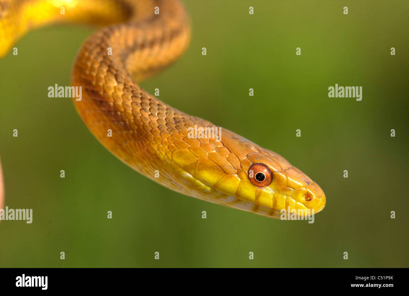 Yellow rat snake elaphe hi-res stock photography and images - Alamy