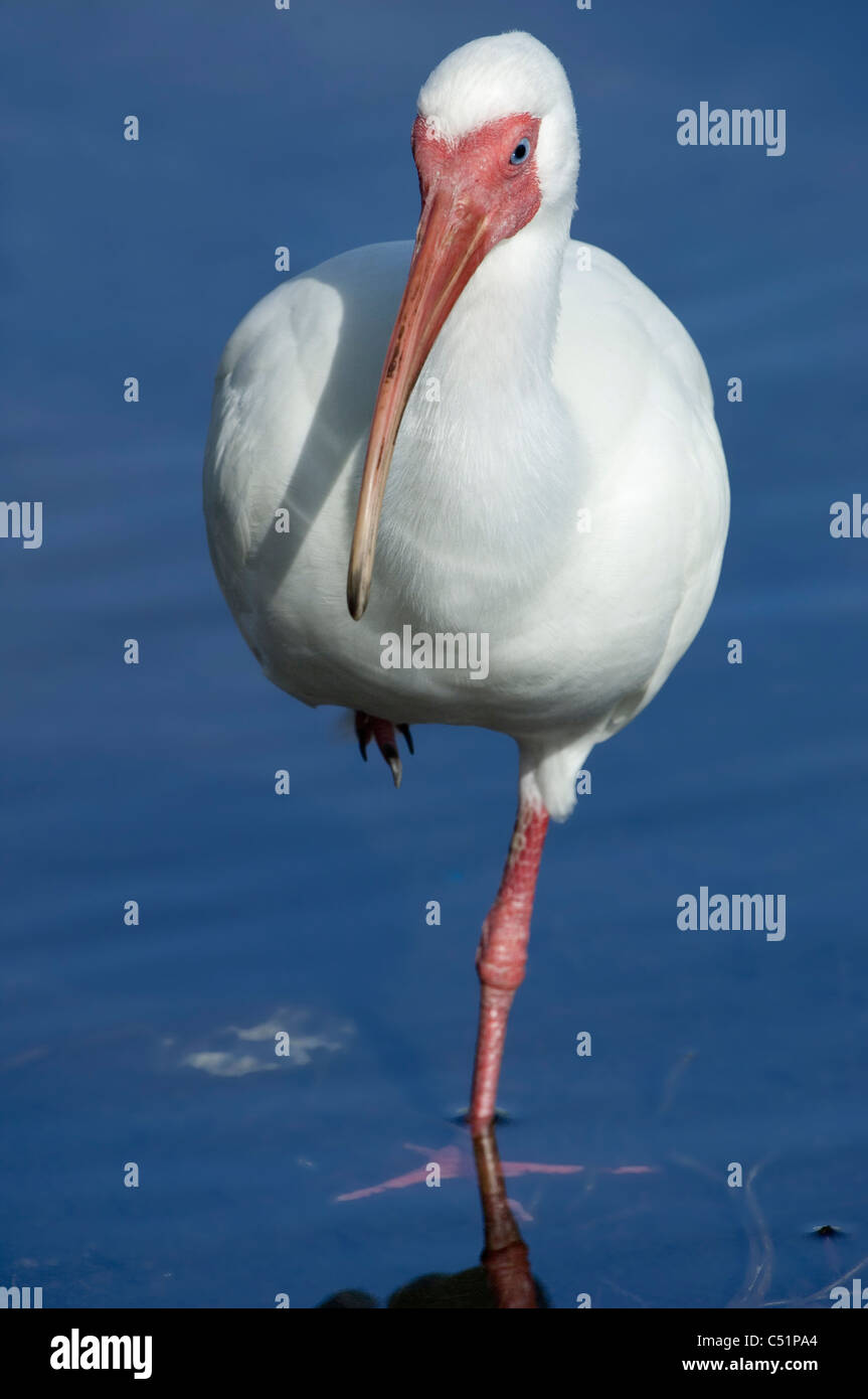 Ibis standing in water on 1 leg Stock Photo - Alamy