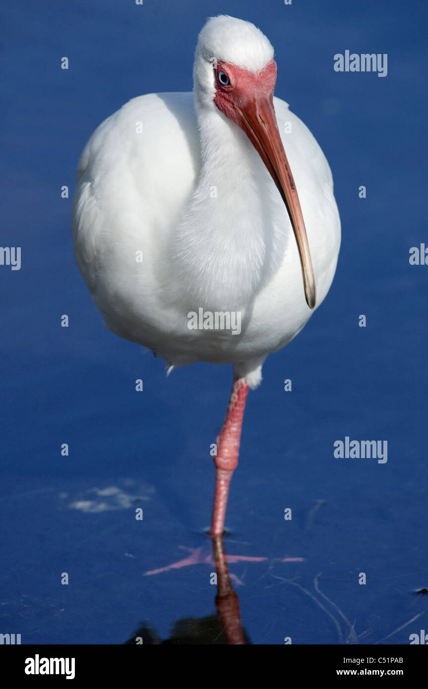 Ibis standing on one leg hi-res stock photography and images - Alamy