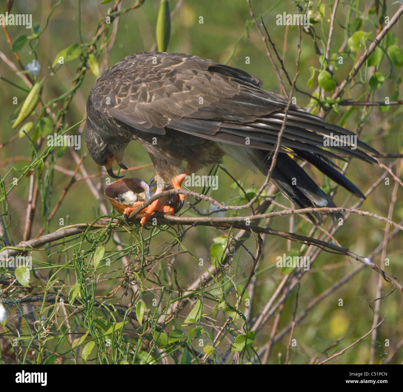 Snail Kite bird with apple snail prey Stock Photo - Alamy