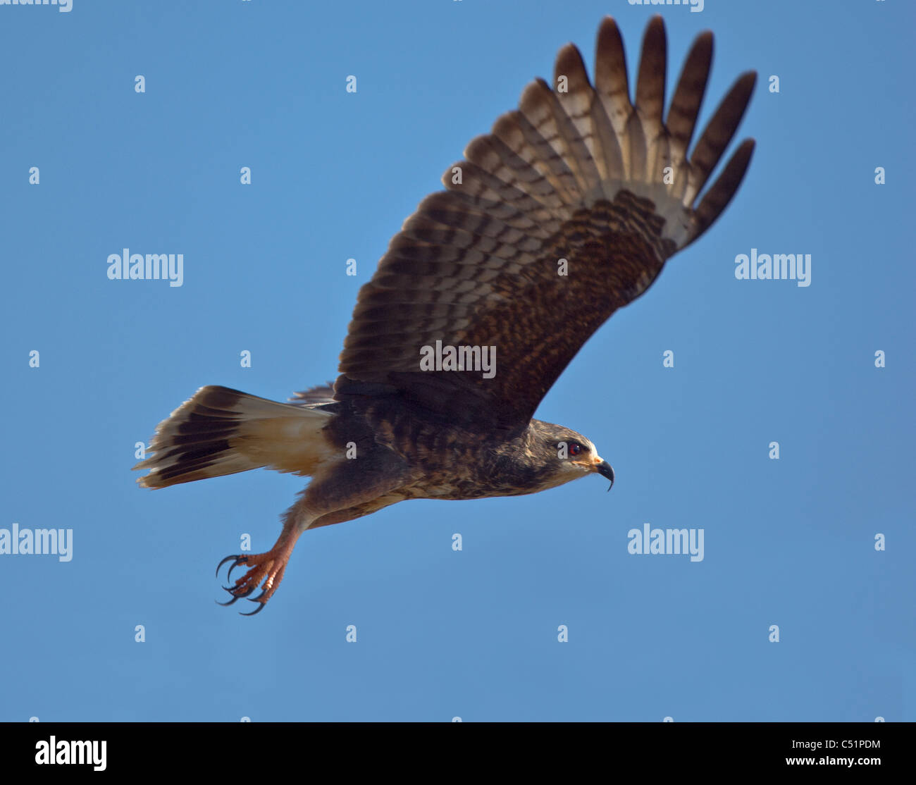 Snail Kite bird in flight Stock Photo - Alamy