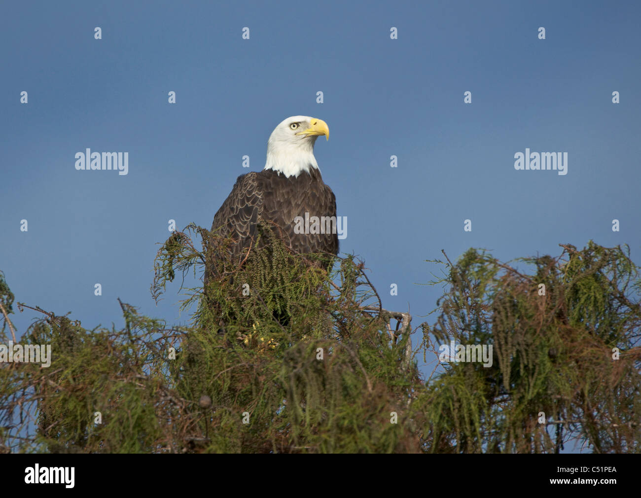 Bald Eagle in cypress tree Stock Photo - Alamy