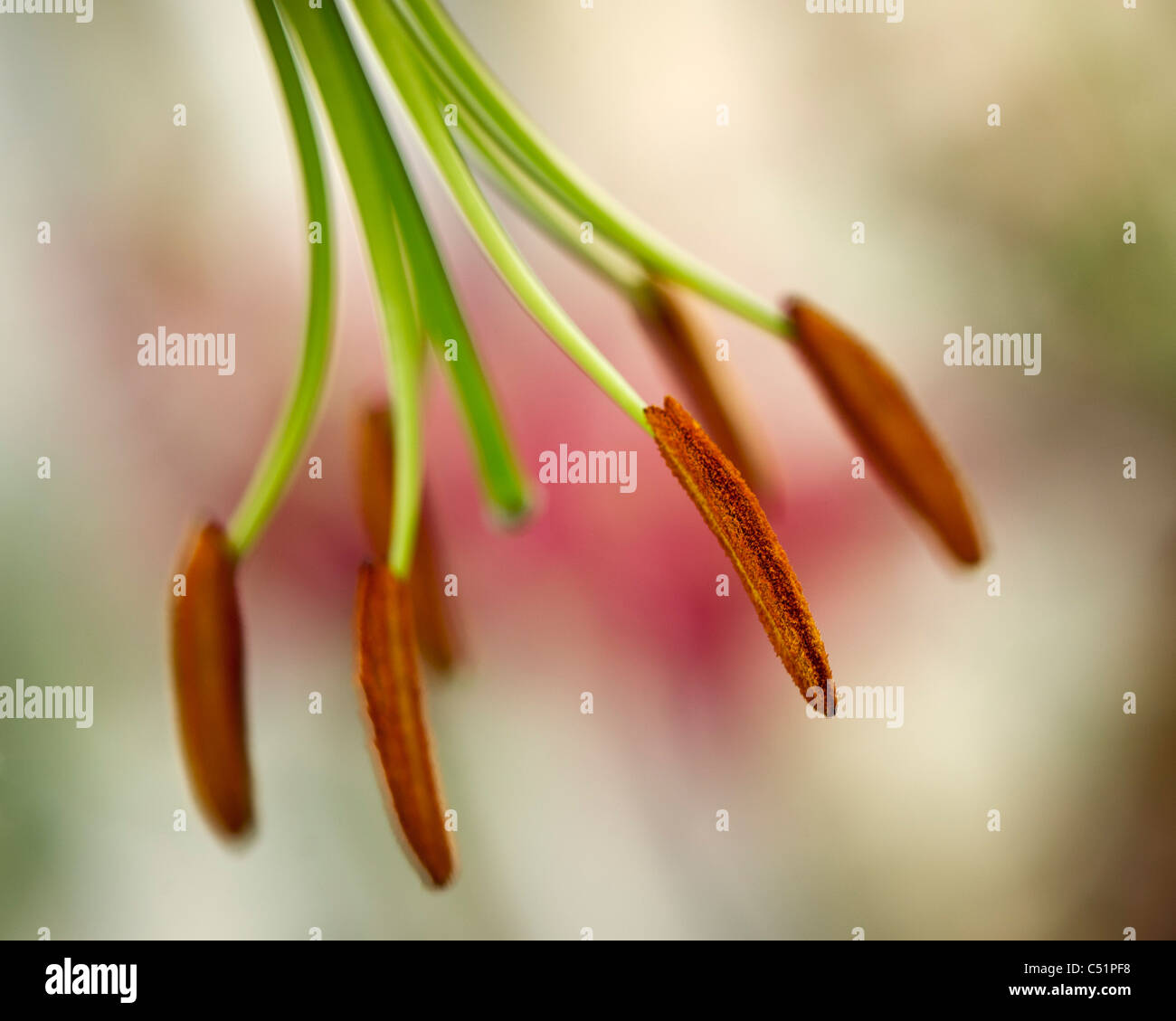 Green anthers hi-res stock photography and images - Alamy