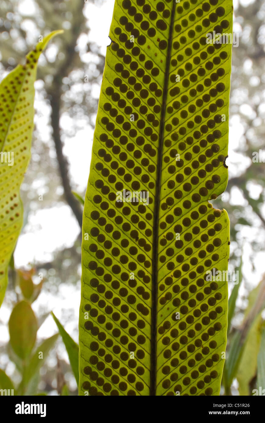 Pteridophytes hi-res stock photography and images - Alamy