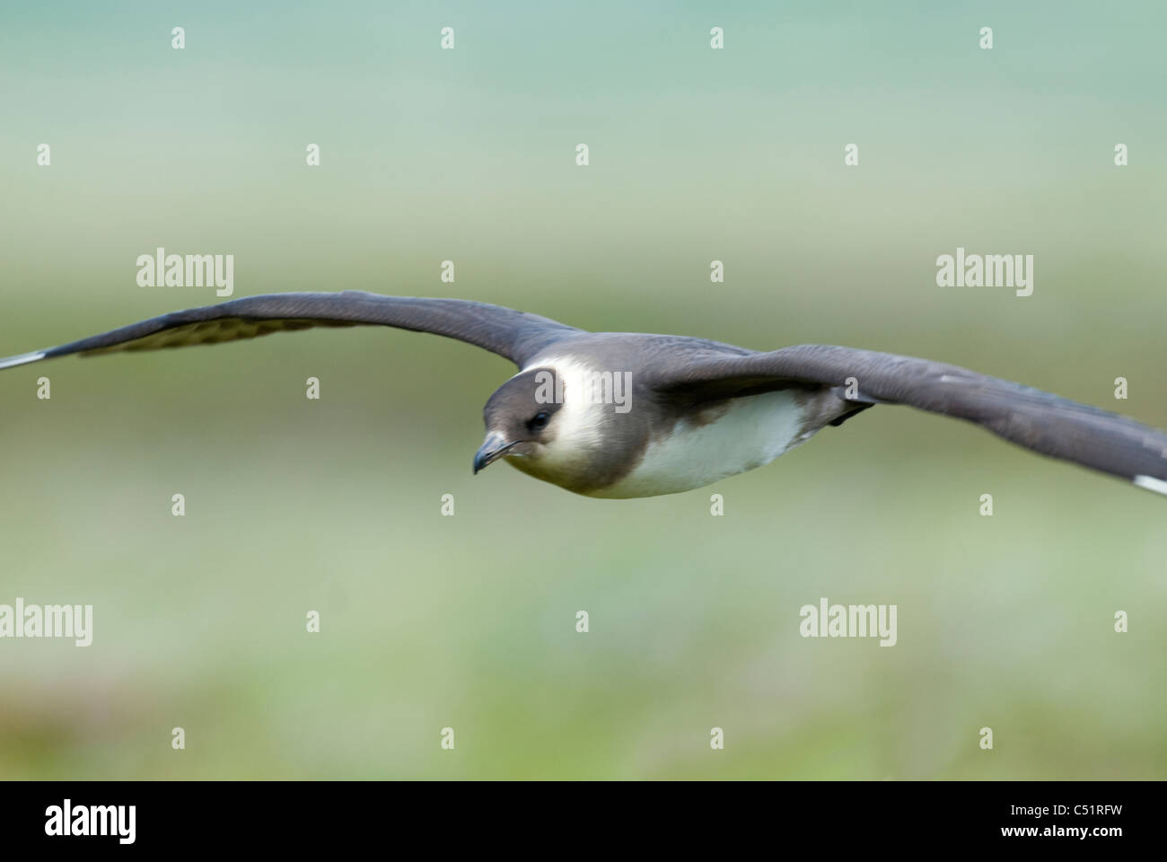 Long tailed jaeger gliding hi-res stock photography and images - Alamy