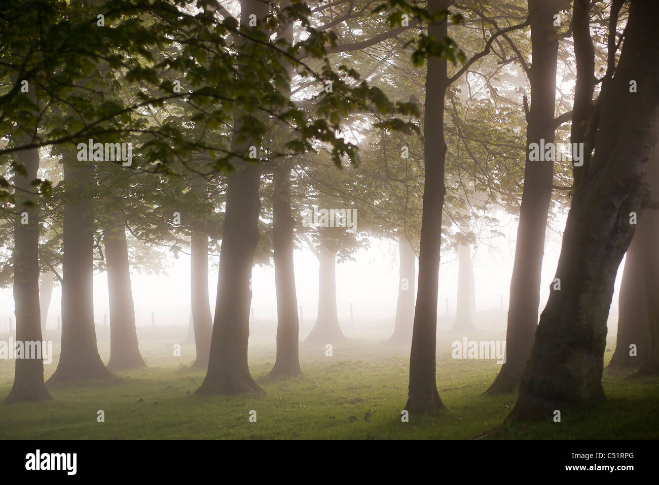 English forest mist hi-res stock photography and images - Alamy