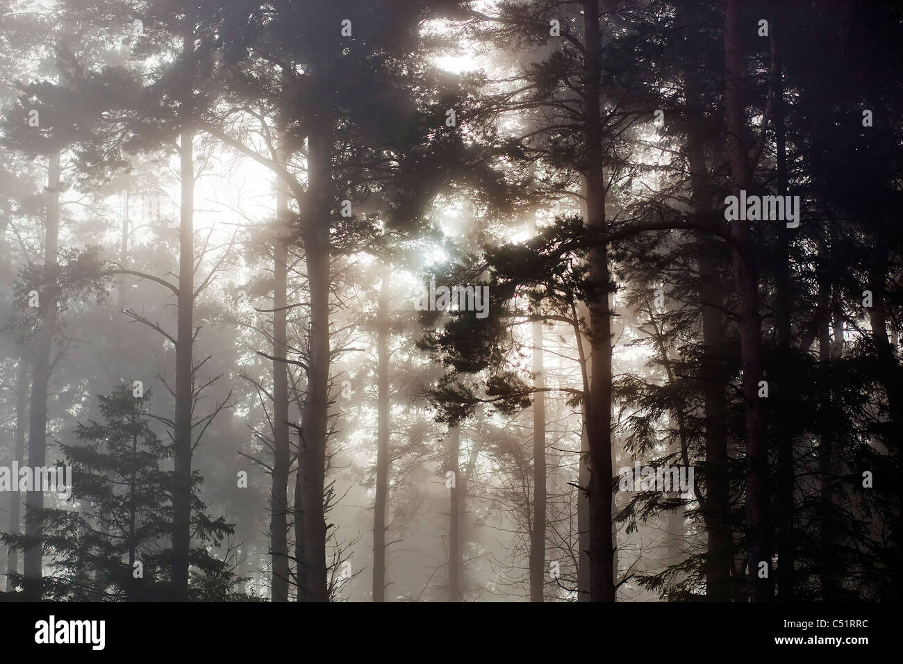 English forest mist hi-res stock photography and images - Alamy