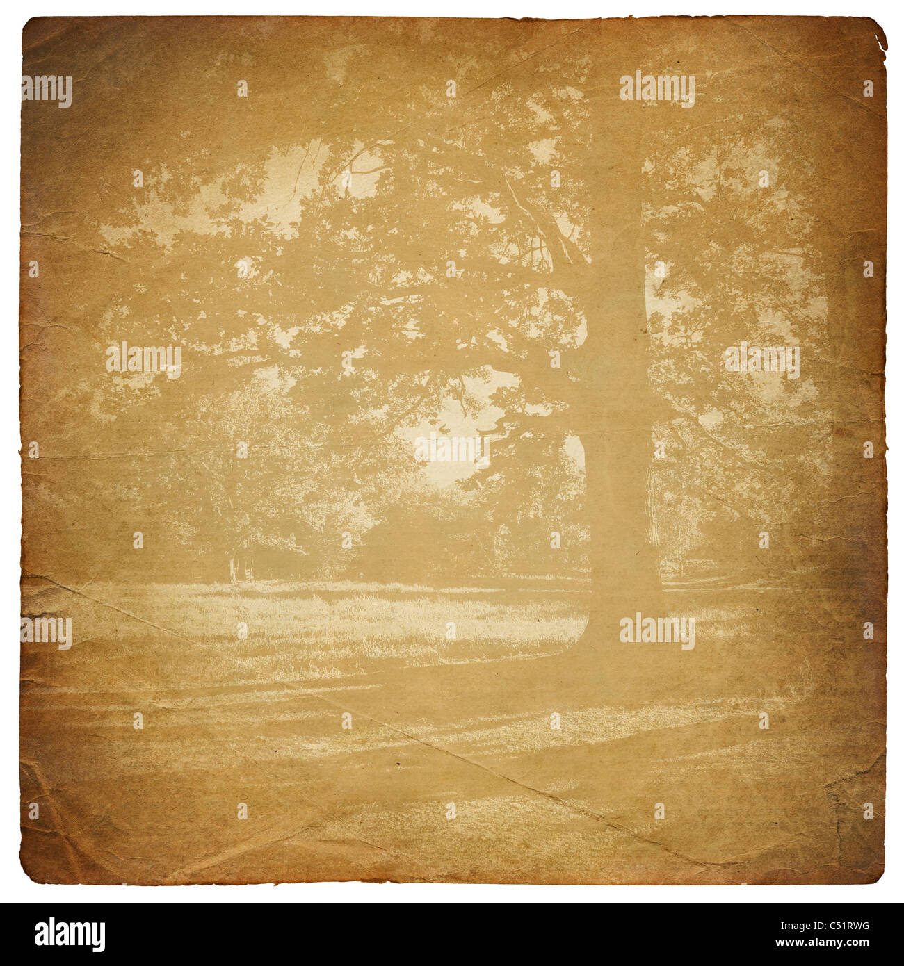 Oak tree illustration vintage hi-res stock photography and images - Alamy