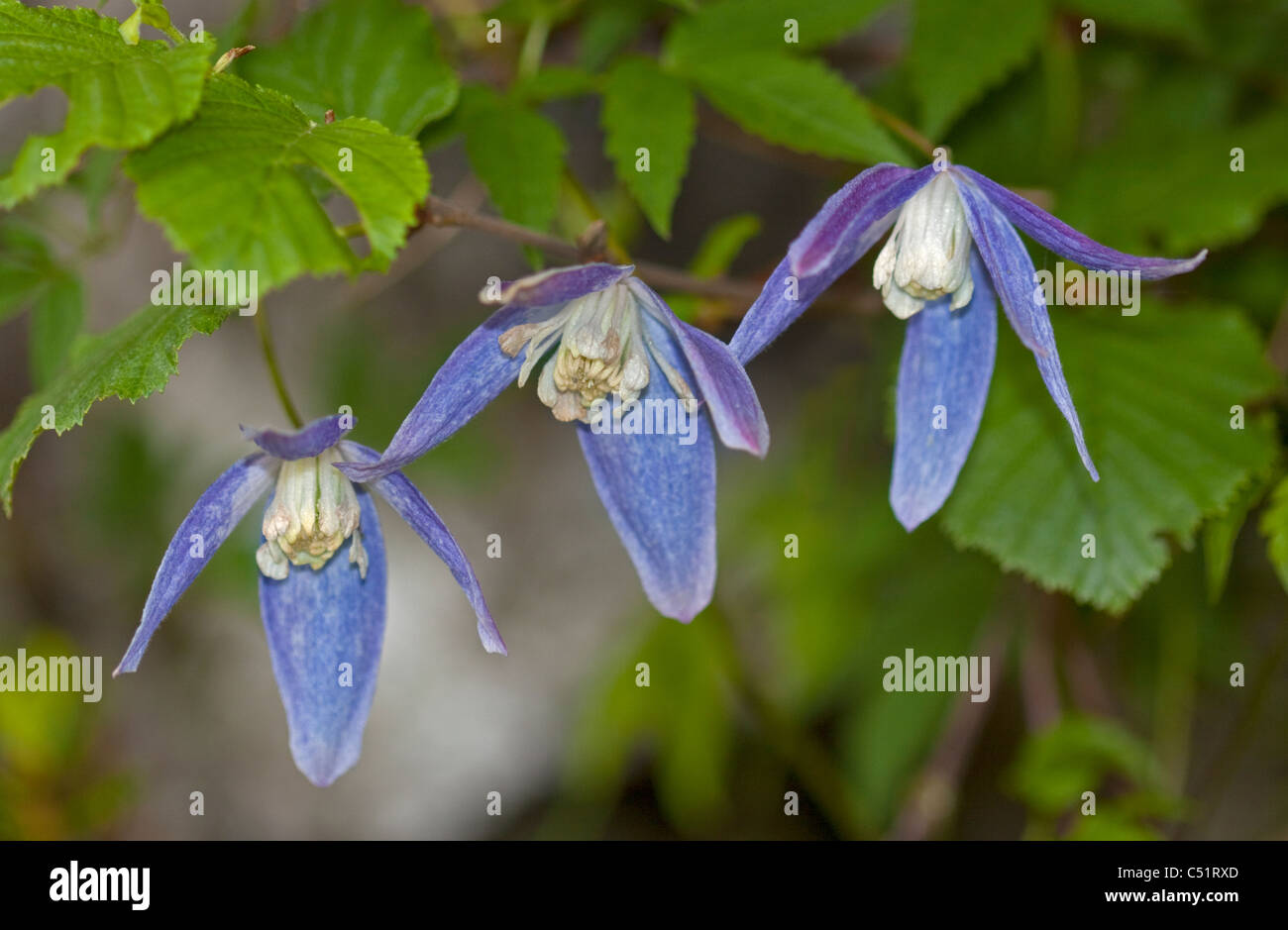 Wild Alpine Clematis (clematis alpina), Alps, Italy Stock Photo - Alamy