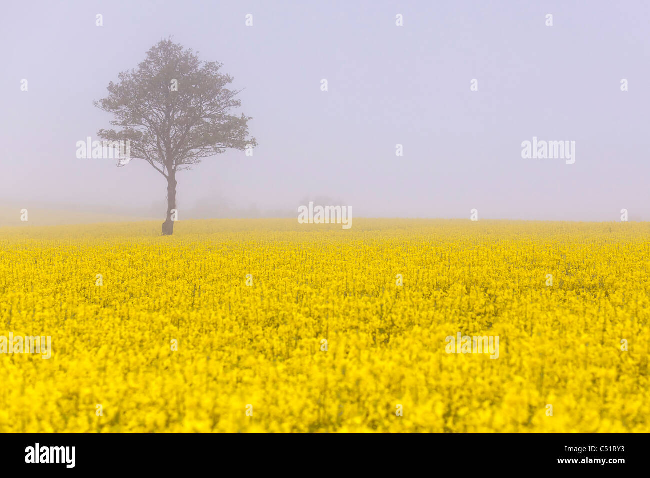 Northumberland Landscape, England, Europe Stock Photo - Alamy