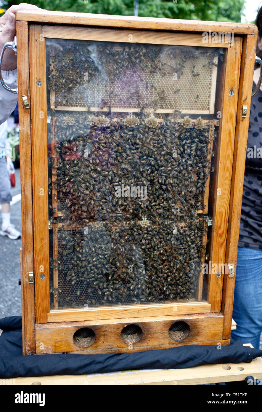 Brood frame on display, London, England, UK Stock Photo - Alamy