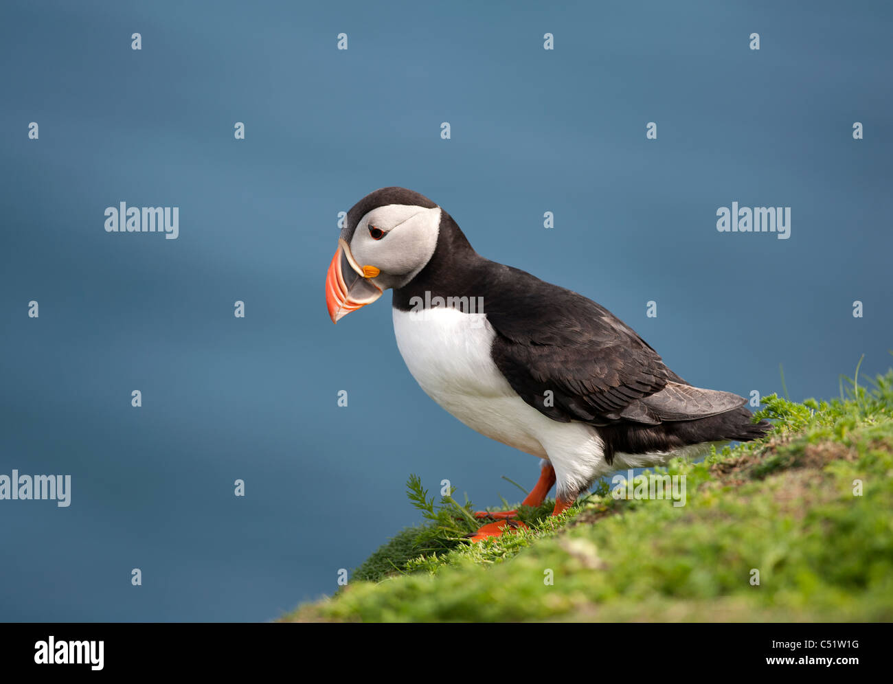 Atlantic puffin egg hi-res stock photography and images - Alamy