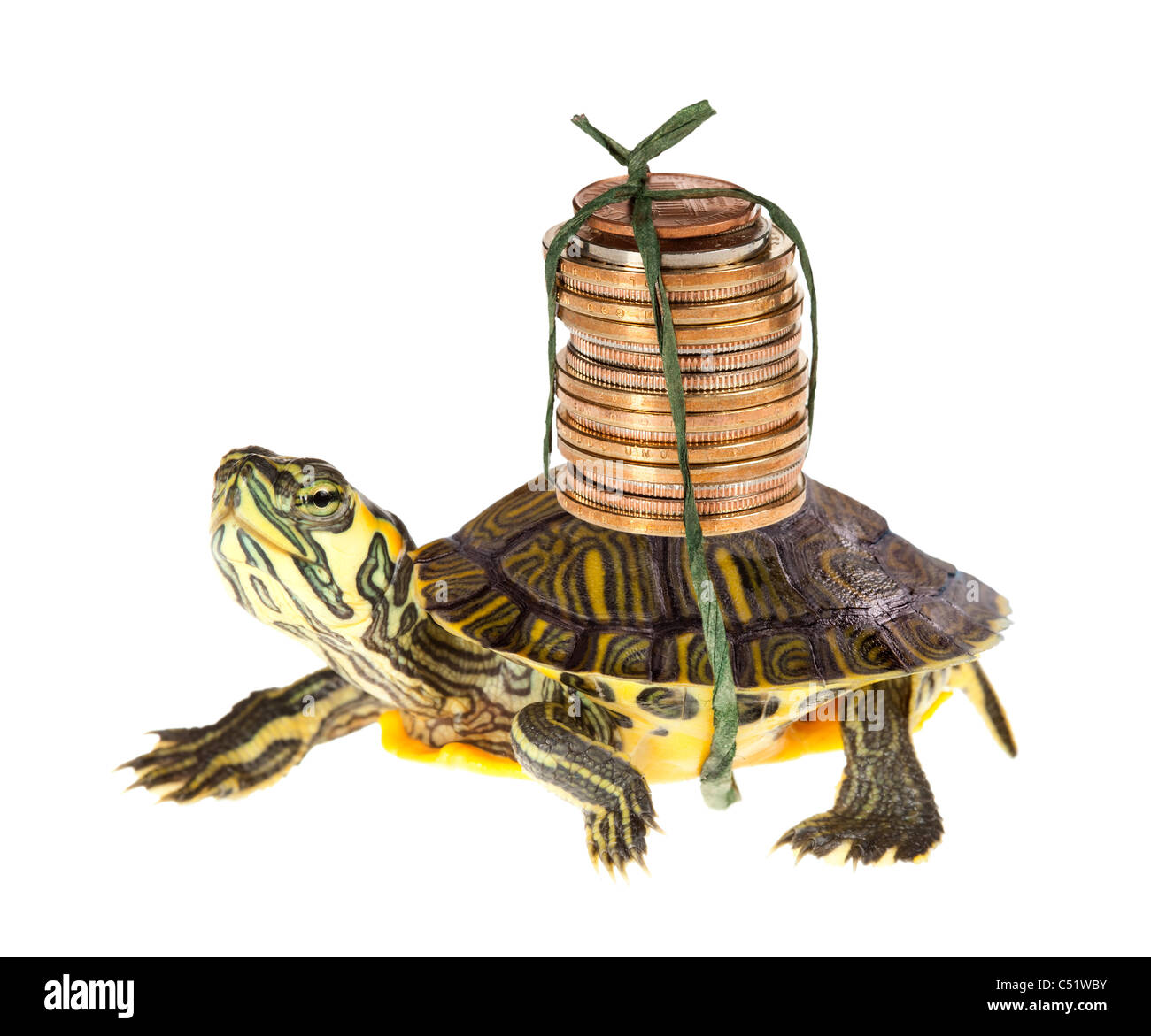 Turtle Stack High Resolution Stock Photography and Images - Alamy