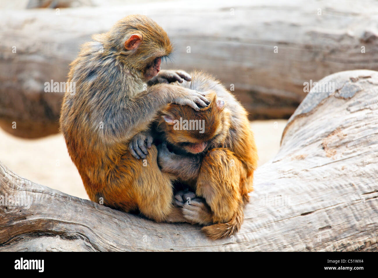 Two Rhesus Monkeys Interacting on a Tree, Quingling Mountain Zoo, Xian ...