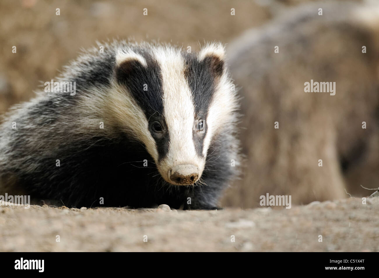 Badger, Meles meles, single mammal head shot, Wales, June 2011 Stock ...