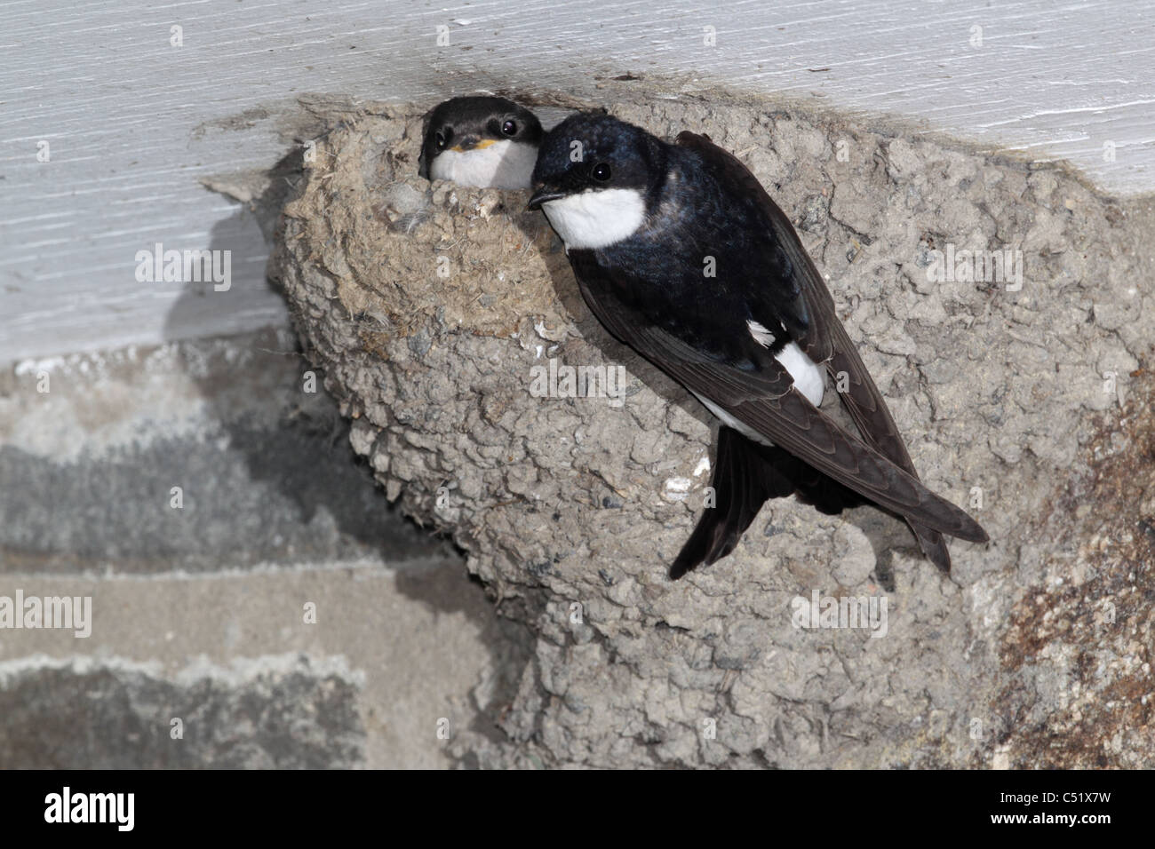 House martin nest hi-res stock photography and images - Alamy