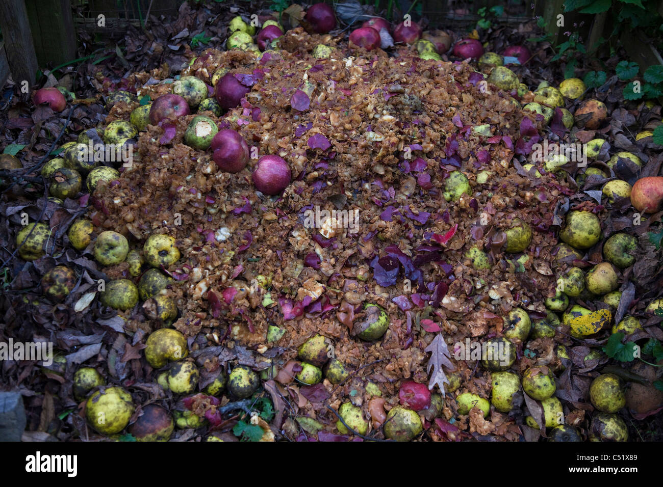 Apples in a compost pile Stock Photo - Alamy