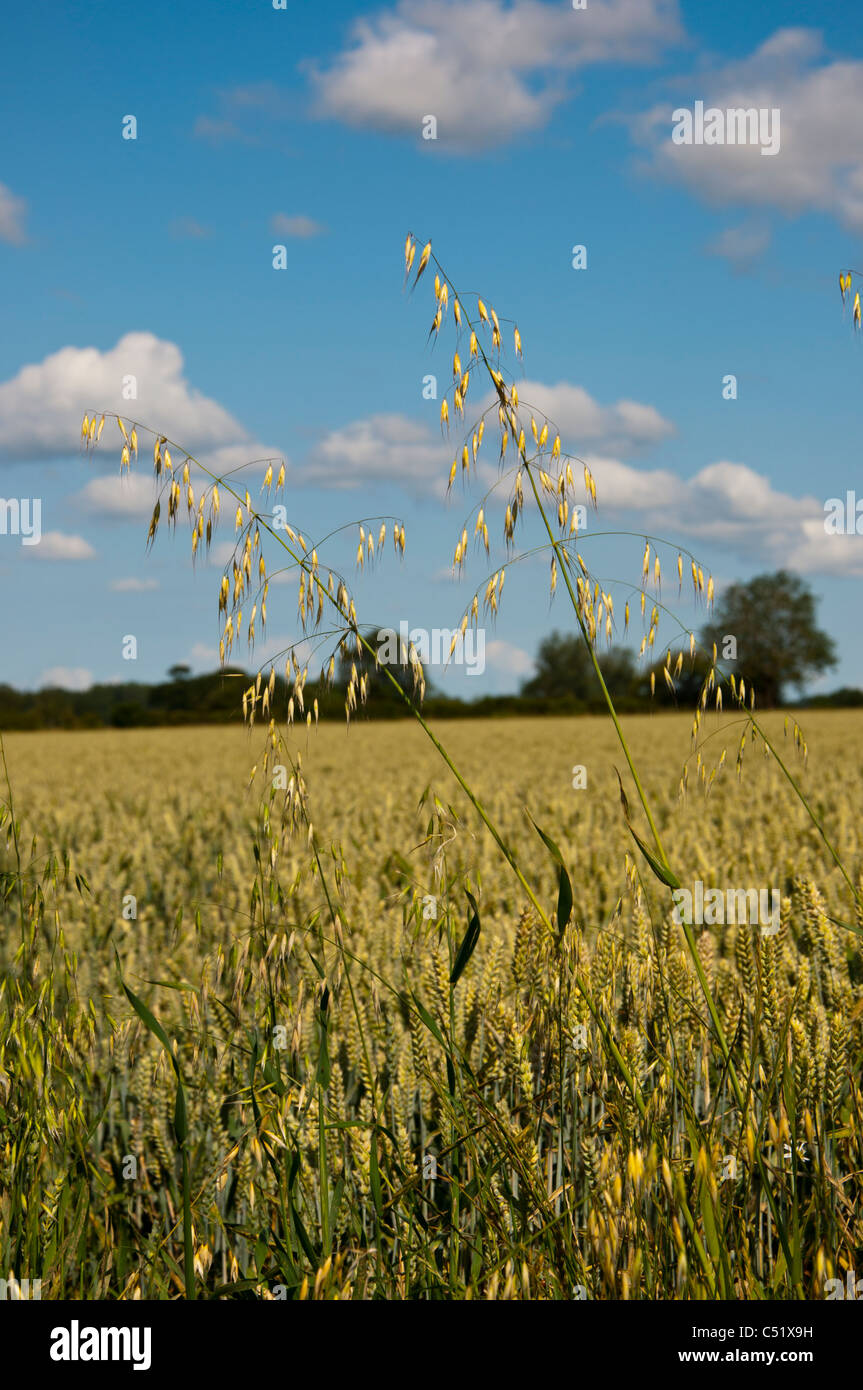 Wild oats Avena Fatua Stock Photo - Alamy