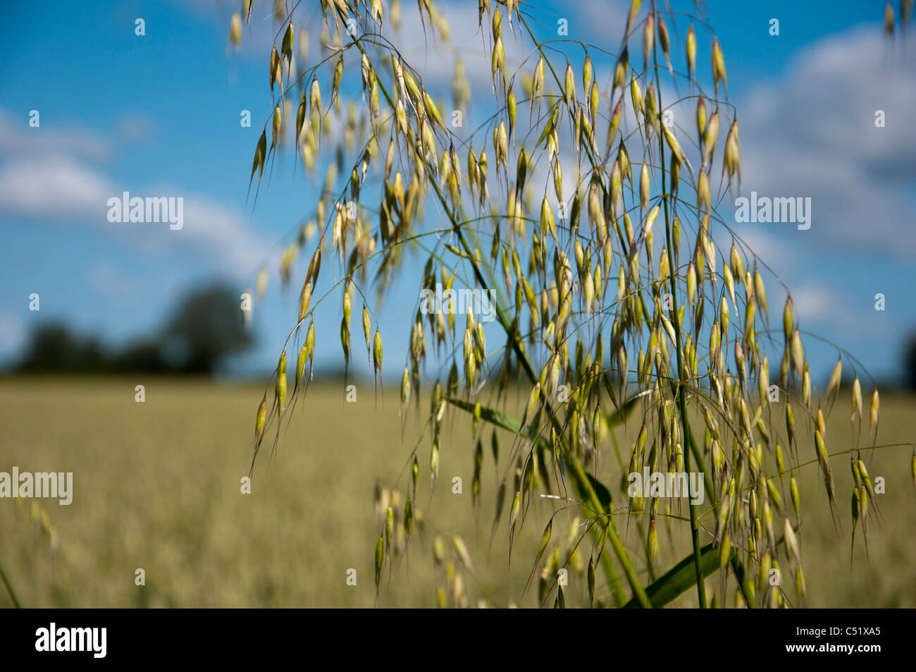 Wild oats Avena Fatua Stock Photo - Alamy