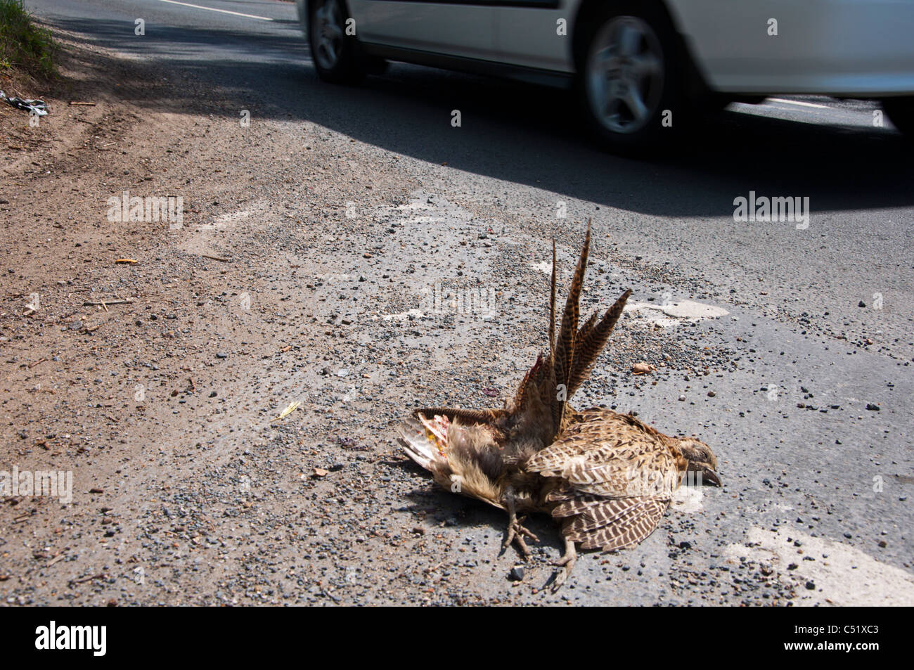 Road kill dead female pheasant Stock Photo - Alamy