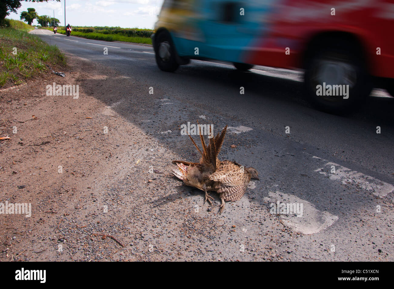Road kill dead female pheasant Stock Photo - Alamy
