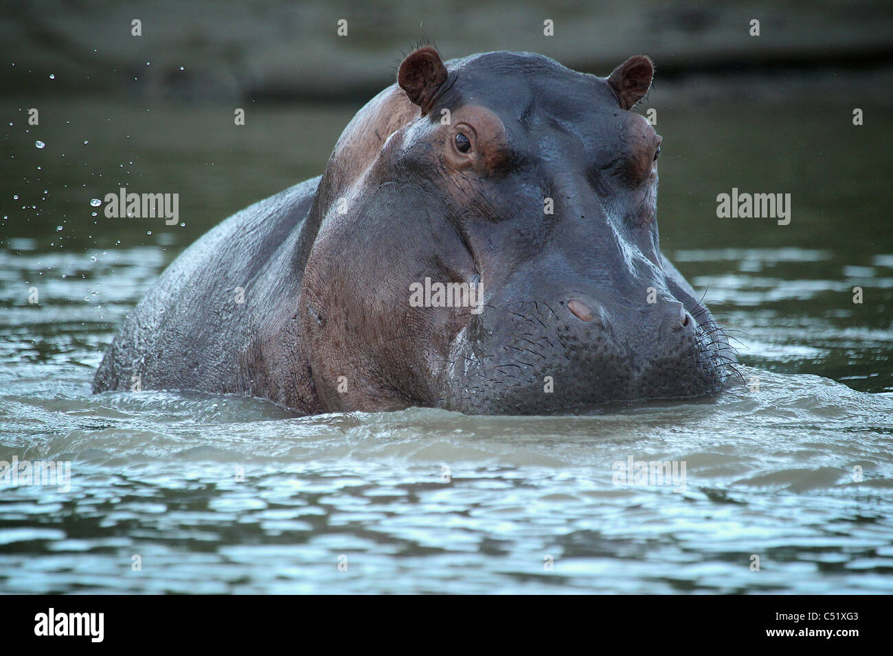 Fat Hippo High Resolution Stock Photography and Images - Alamy