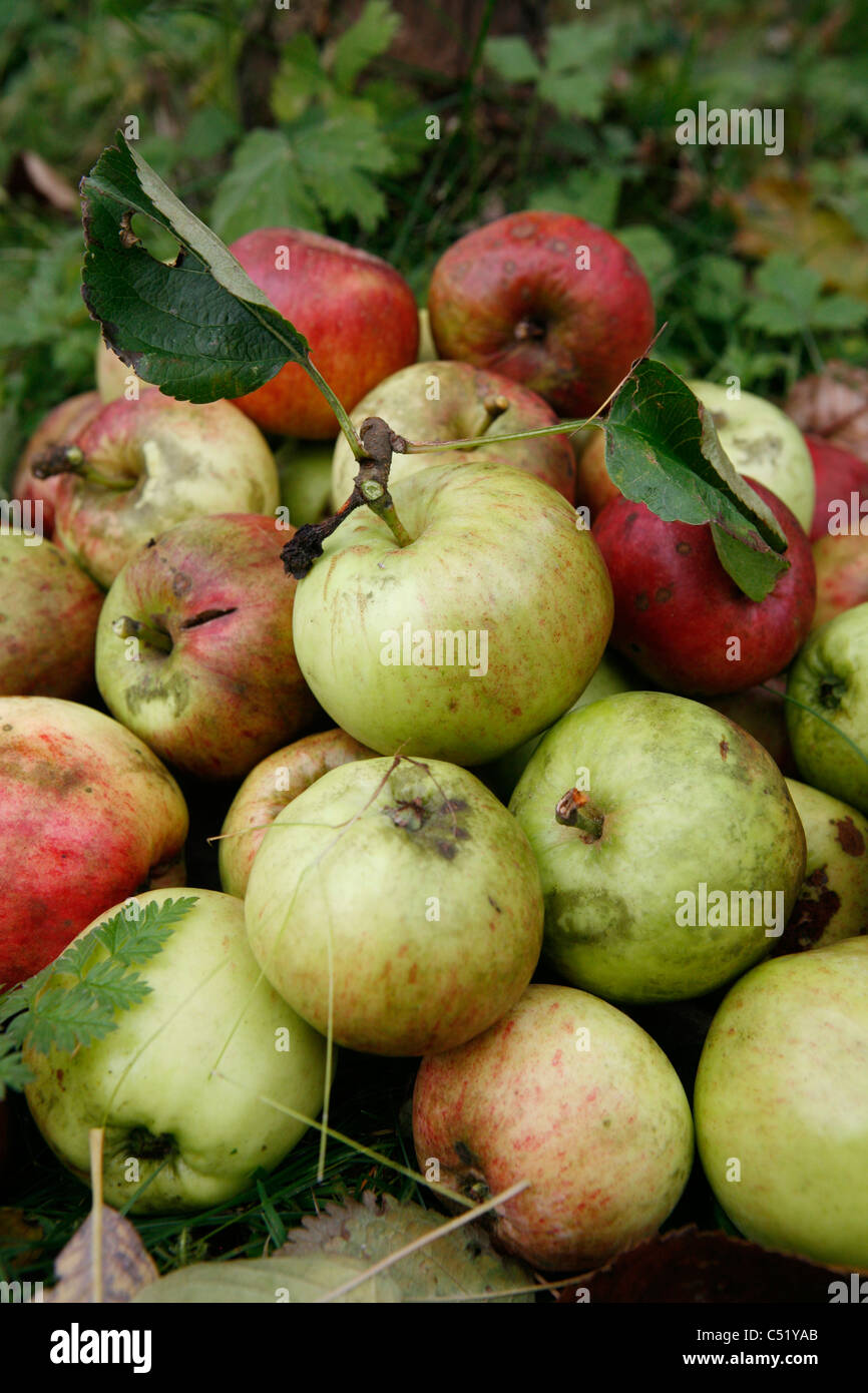 Fallen apples. UK Stock Photo - Alamy