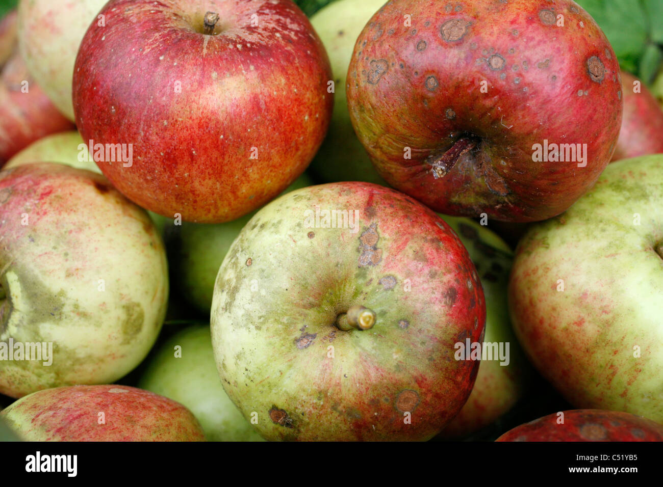 Fallen apples. UK Stock Photo - Alamy