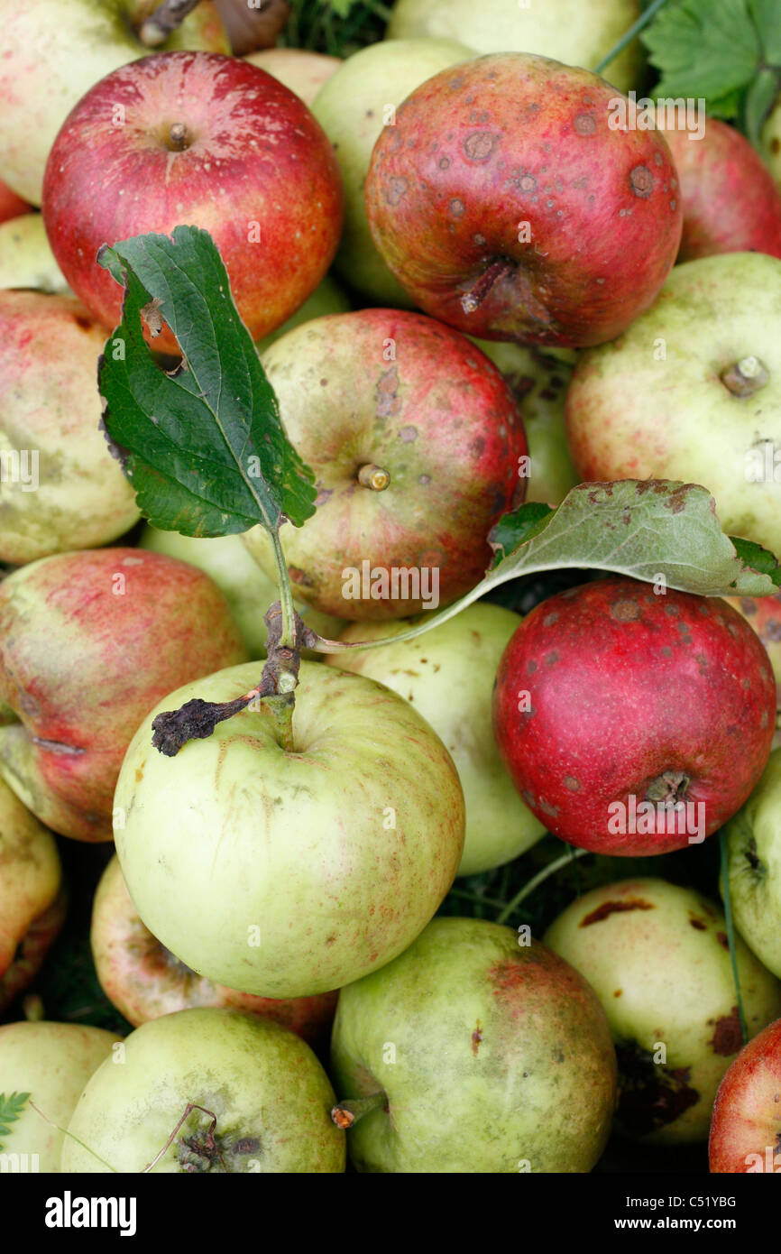 Fallen apples. UK Stock Photo - Alamy